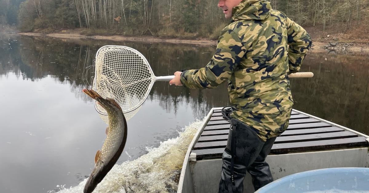 Jaro a podzim jsou obdobím, kdy se do vodních nádrží vysazují dravé ryby. Candáti jsou na Orlíku ...